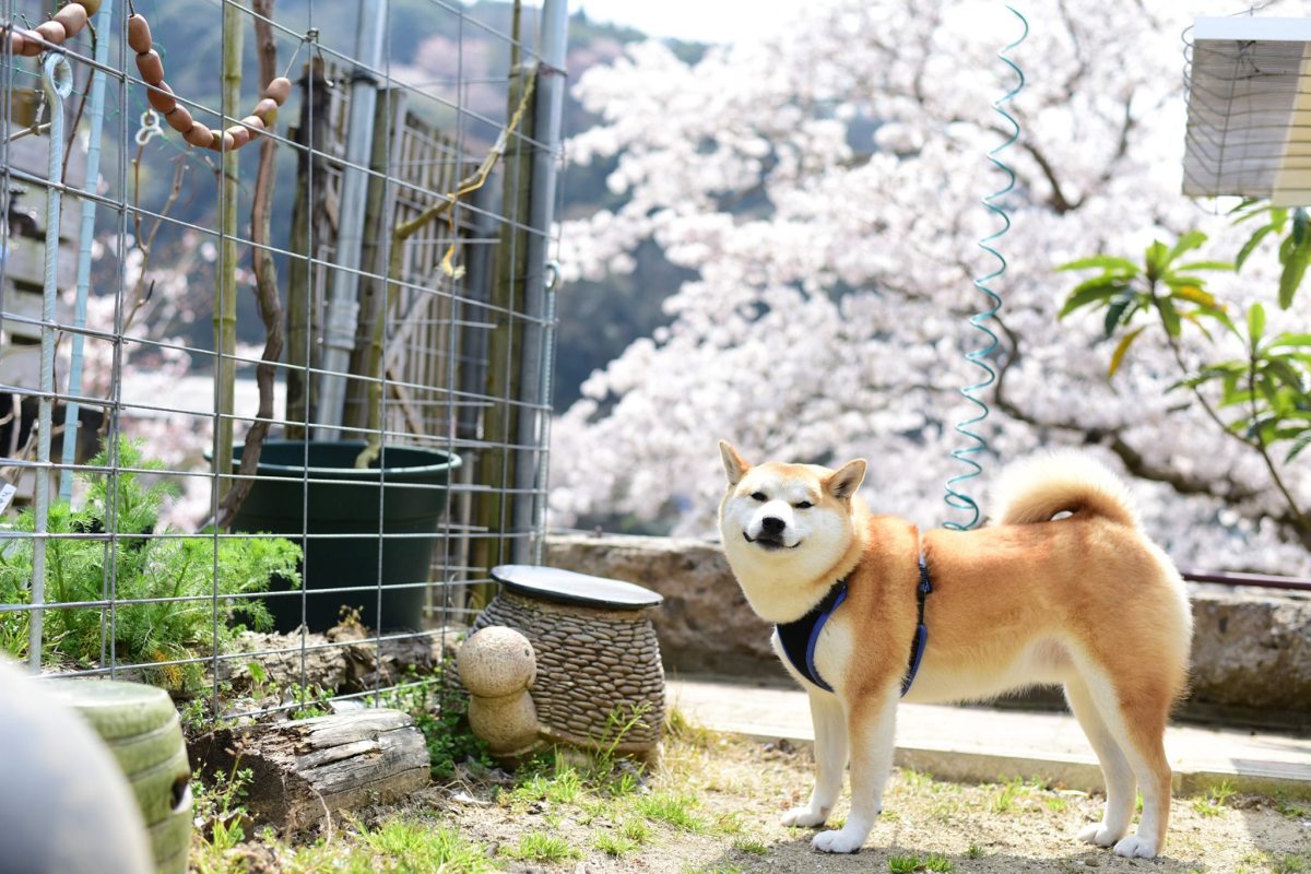 Slow life Cafe : คาเฟ่ริมแม่น้ำ กับชิบะหมาอินดี้ – UncleDoctor Vacation