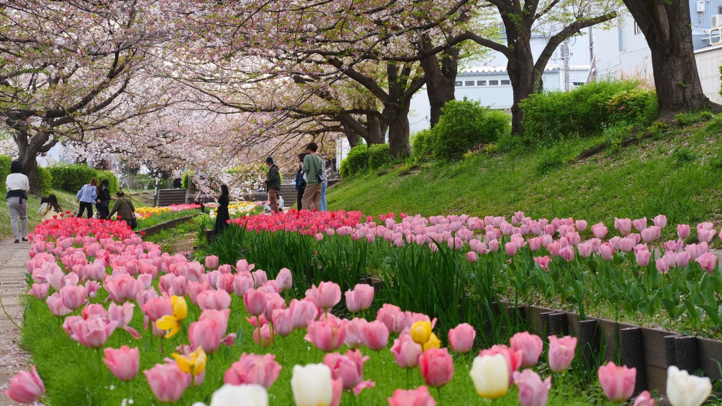 Egawa River Murmuring Green Road : Yokohama – UncleDoctor Vacation