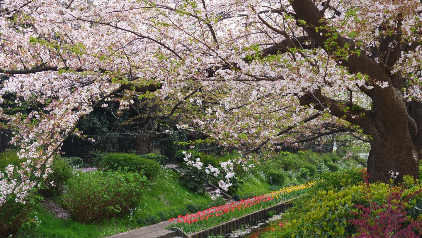 Egawa River Murmuring Green Road : Yokohama – UncleDoctor Vacation