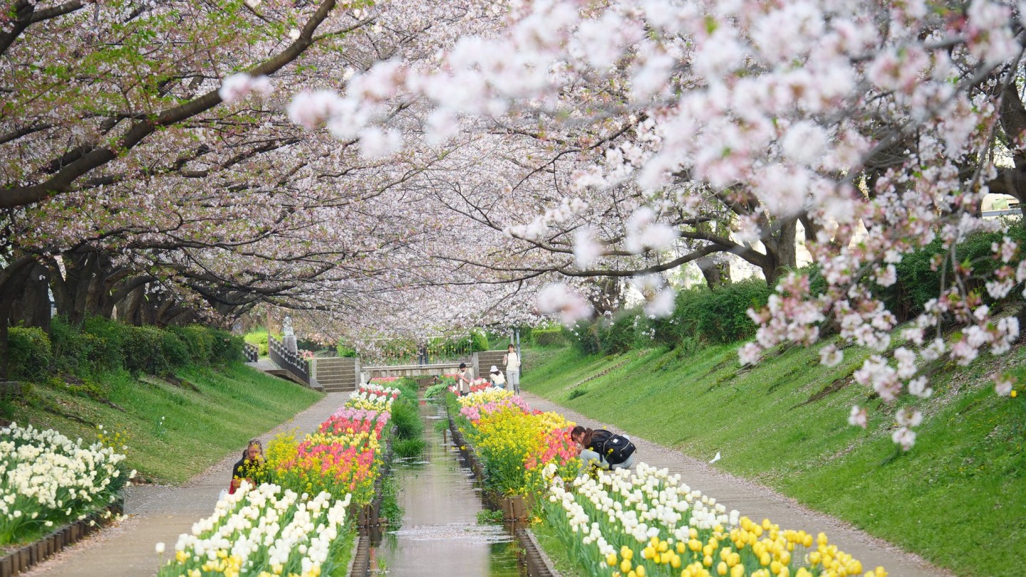 Egawa River Murmuring Green Road : Yokohama – UncleDoctor Vacation