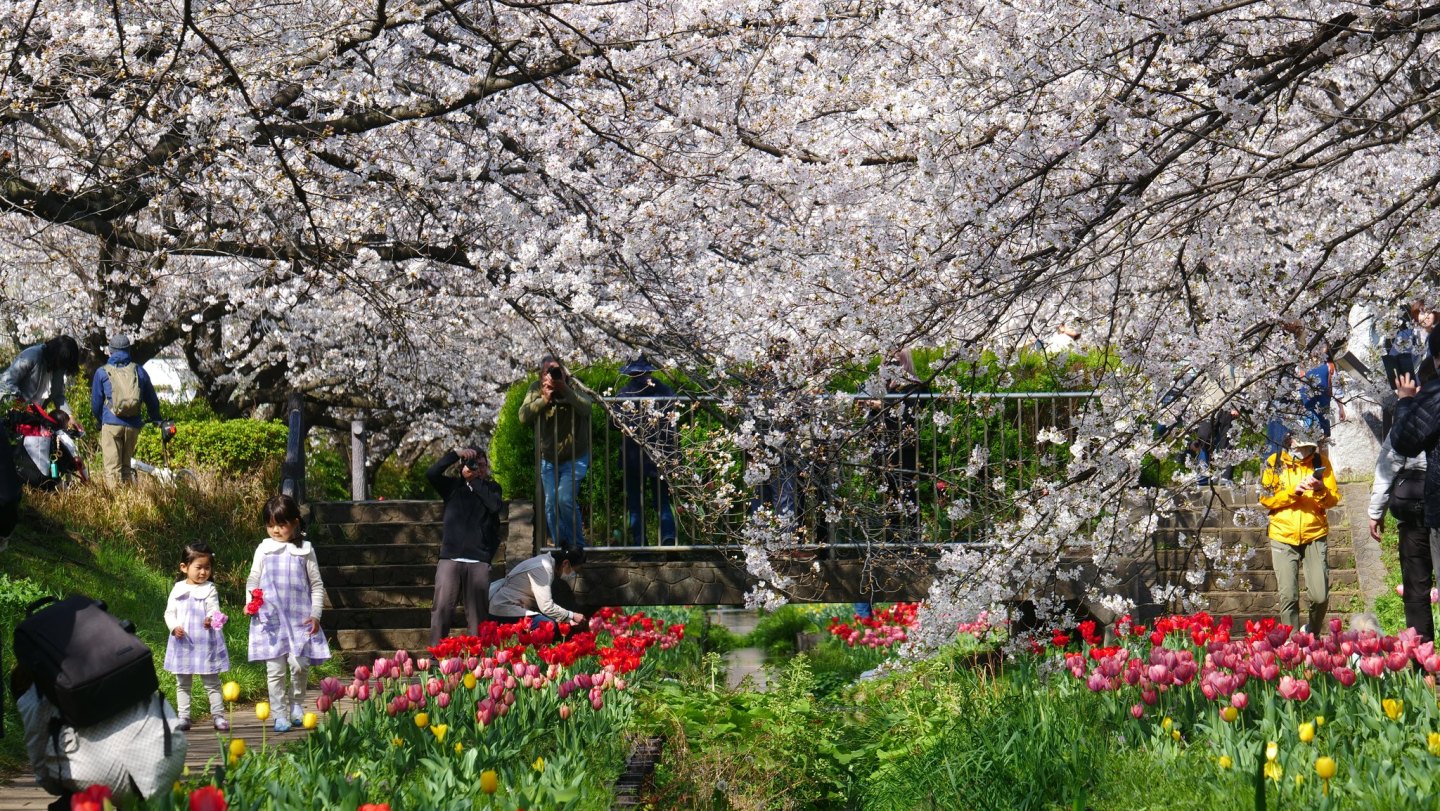 Egawa River : Yokohama Cherry Blossom – UncleDoctor Vacation