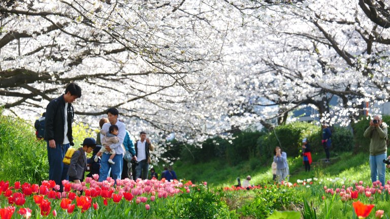 Egawa River : Yokohama Cherry Blossom – UncleDoctor Vacation